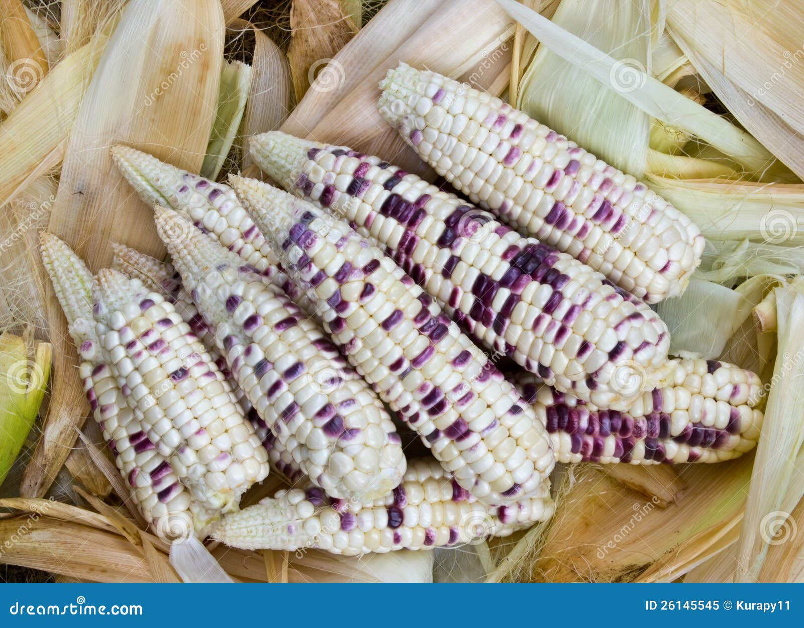 Freshly Harvested Corn Waxy. Stock Image - Image of fuel, closeup: 26145545