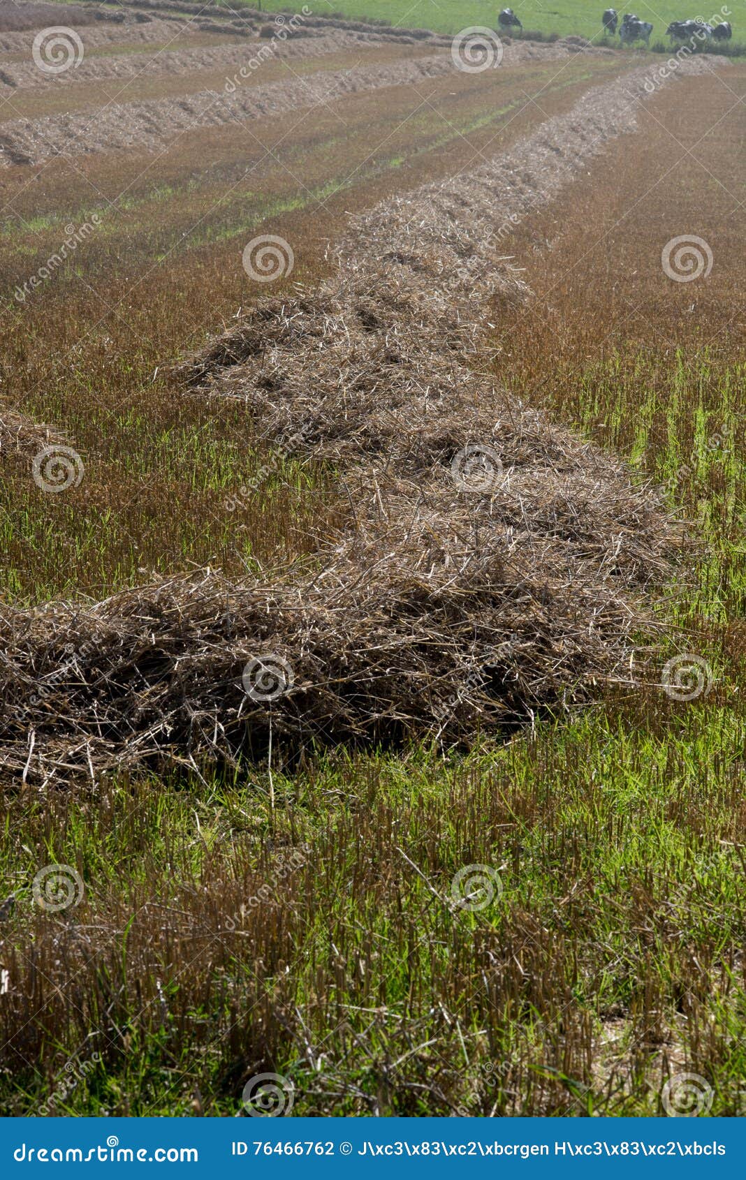 Freshly Harvested Field with Straw - Cows in the Background Stock Photo ...