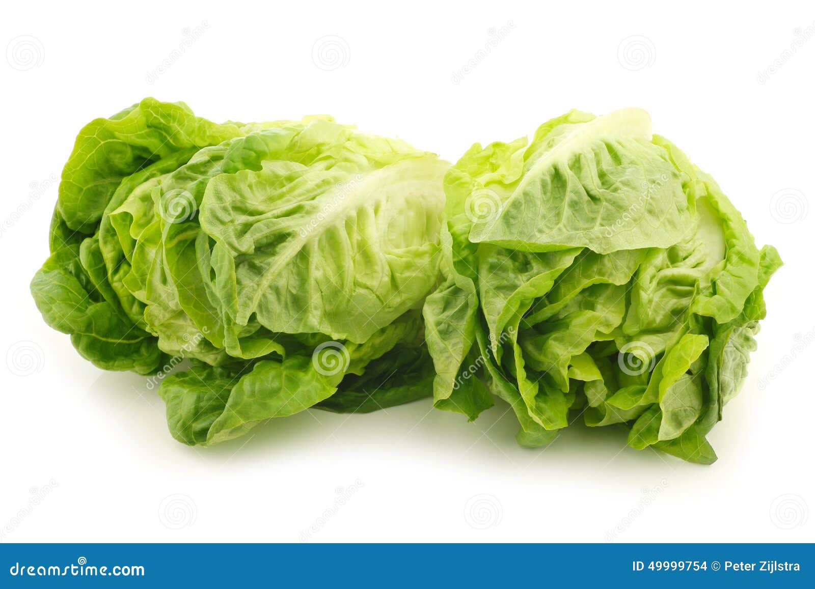 Freshly Harvested Green Little Gem Lettuce Stock Photo - Image of ...