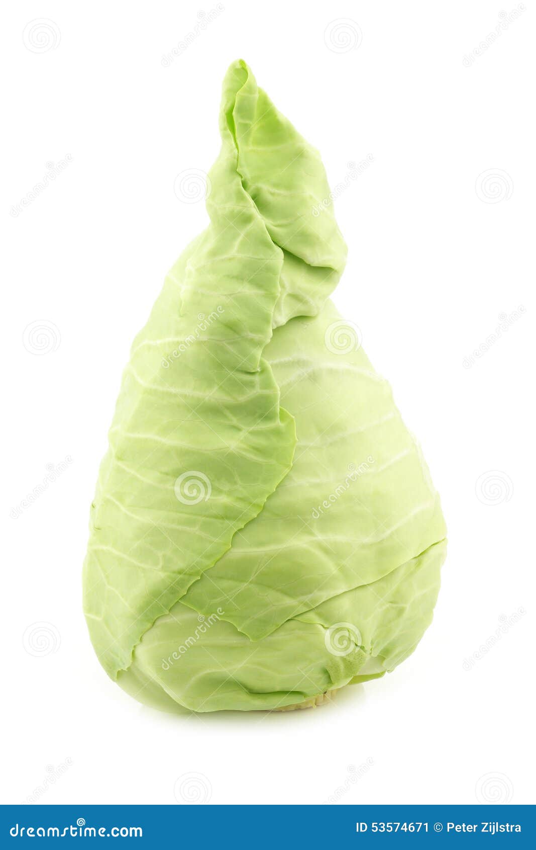 Freshly Harvested Green Pointed Cabbage Stock Image - Image of vitamin ...