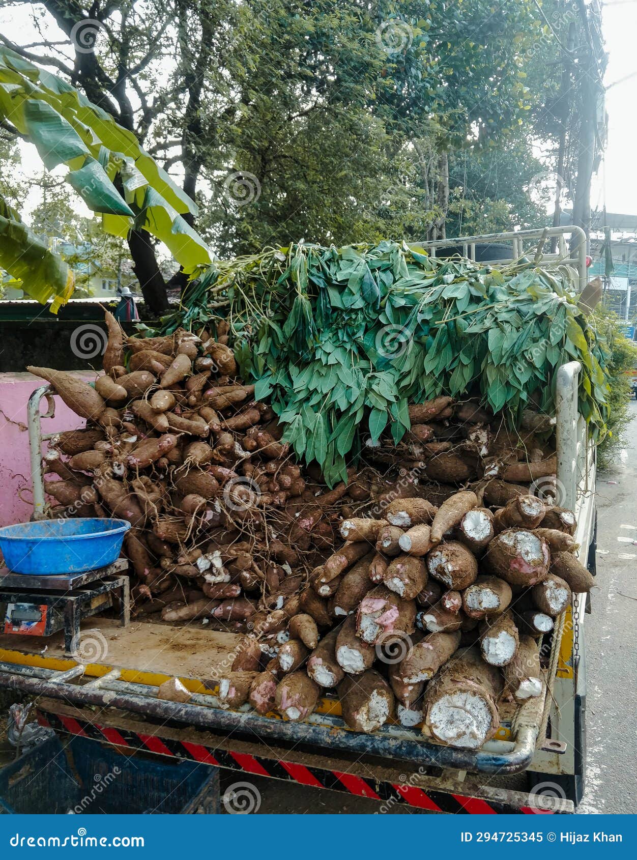 Freshly Harvested Kerala Tapioca Kept for Sell in Road Side Stock Image ...