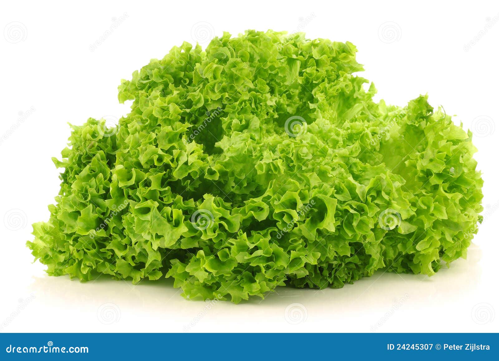 Freshly Harvested Lollo Bionda Lettuce Stock Image - Image of plant ...