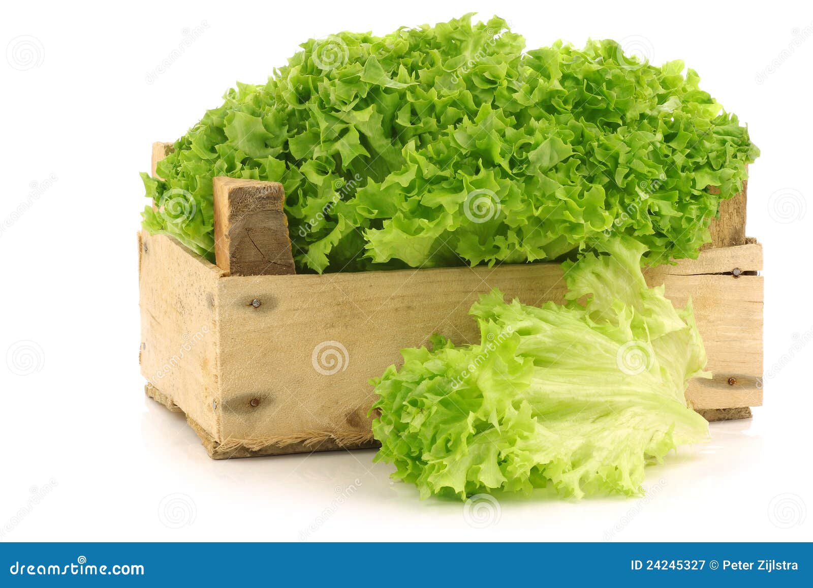 Freshly Harvested Lollo Bionda Lettuce Stock Image - Image of diet ...