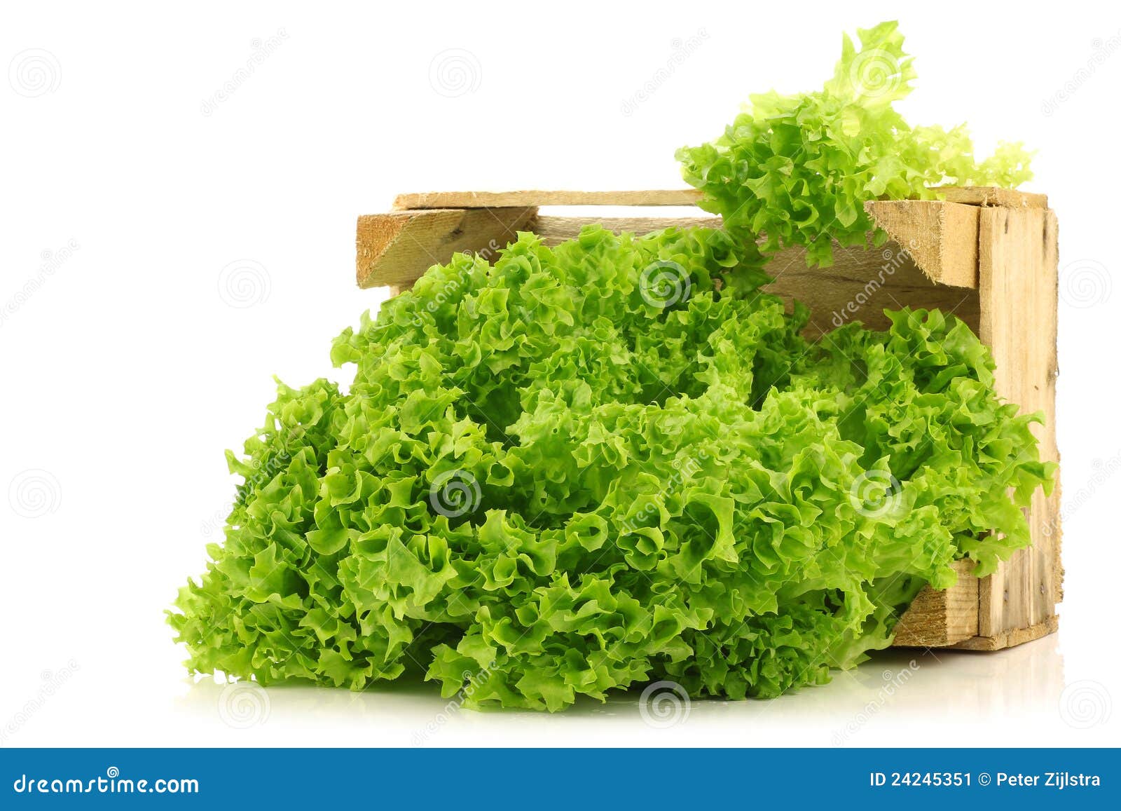 346 Lollo Bionda Lettuce Stock Photos - Free & Royalty-Free Stock ...