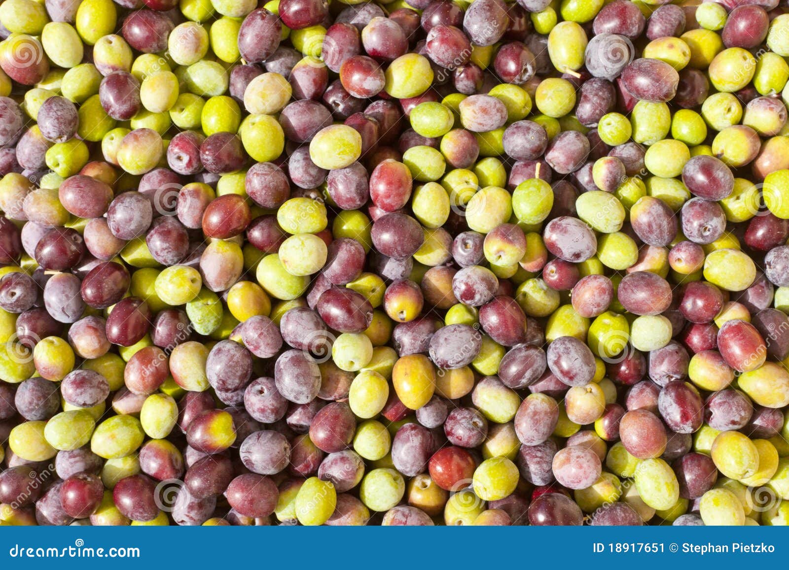 Freshly Harvested Big Catla Indian Carp Fish Arranged In Row In Indian ...