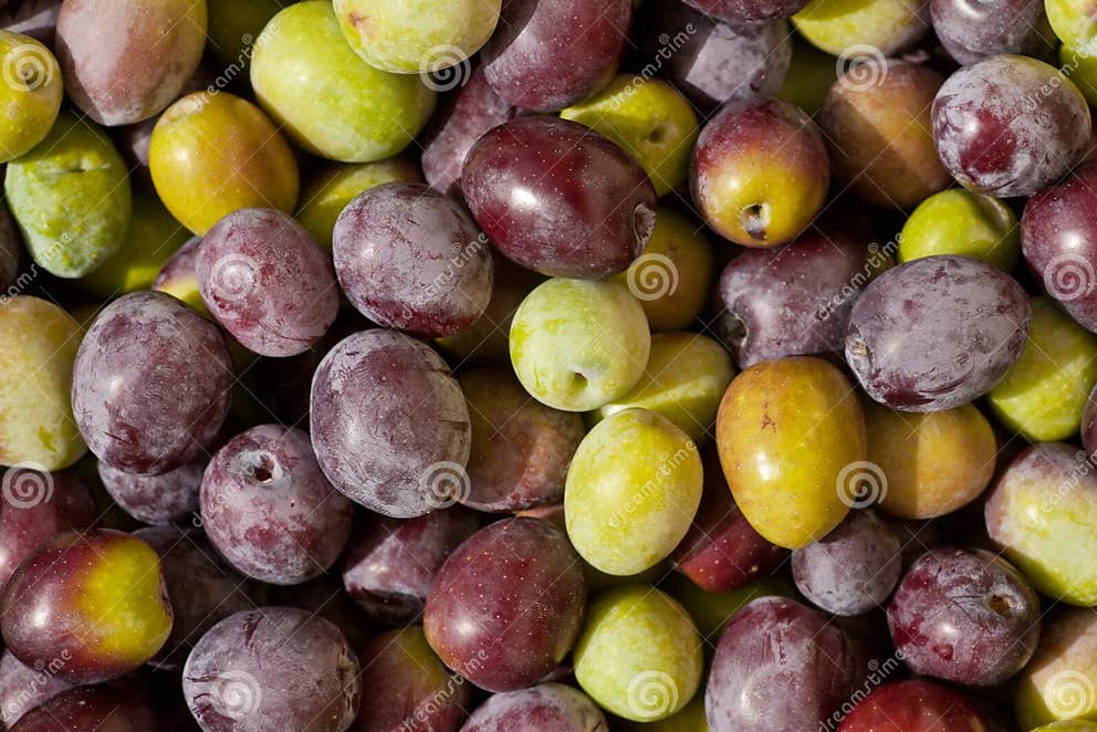 Freshly Harvested Olives Background Stock Image - Image of freshly ...
