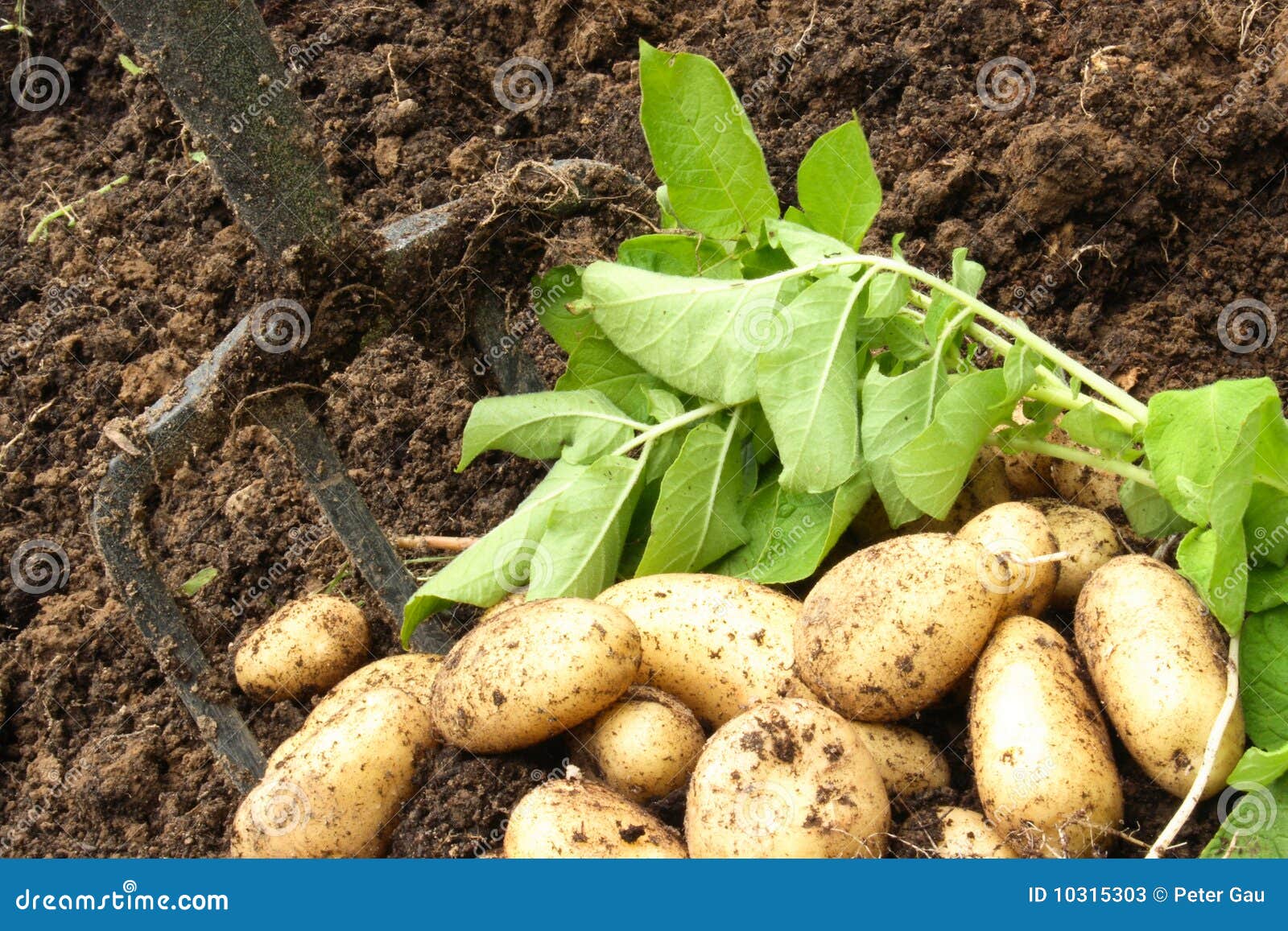 Freshly Harvested Organic Potatoes Stock Image - Image of fresh, soil ...