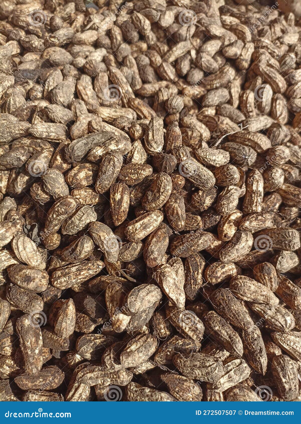 Freshly harvested peanuts stock image. Image of dessert - 272507507
