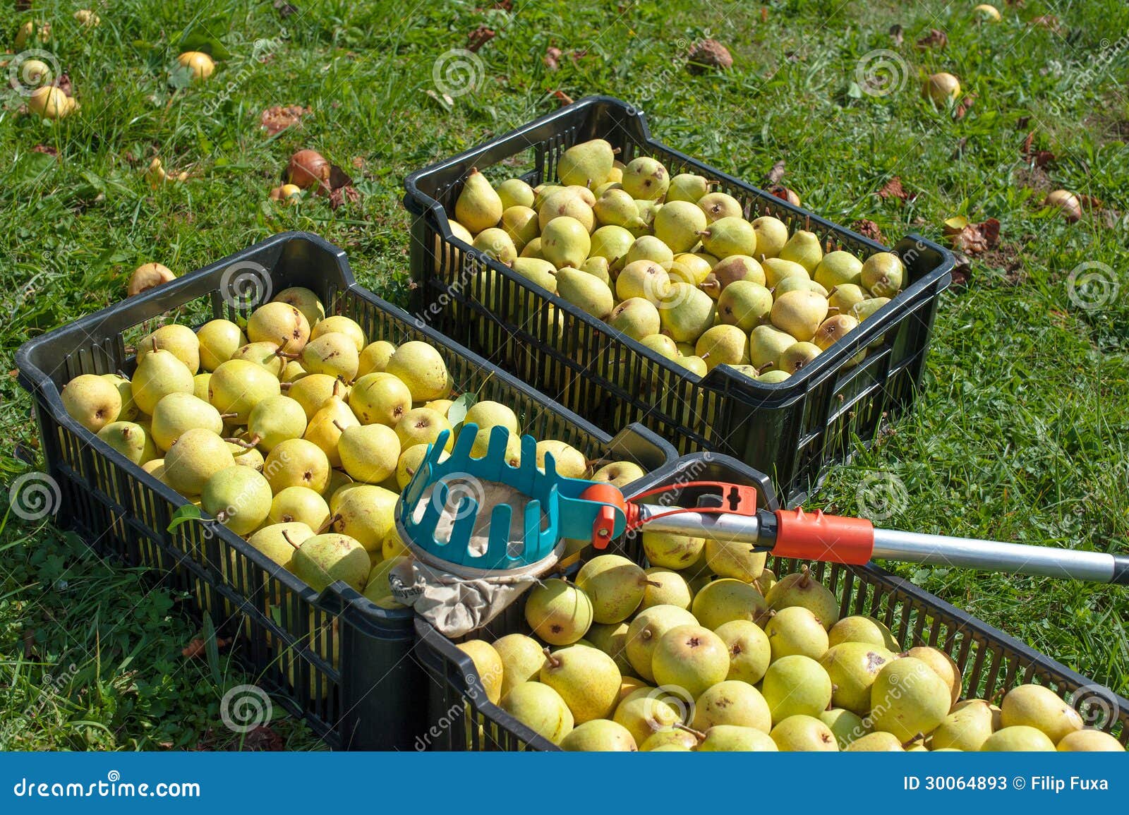 Fruit picker and pears stock image. Image of autumn, growing - 30064893