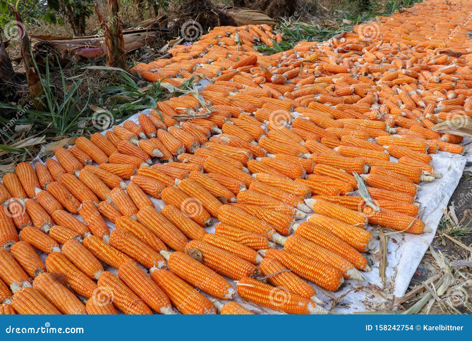 Freshly Harvested, Peeled Ripe Corn. Drying Process in Direct Sunlight ...
