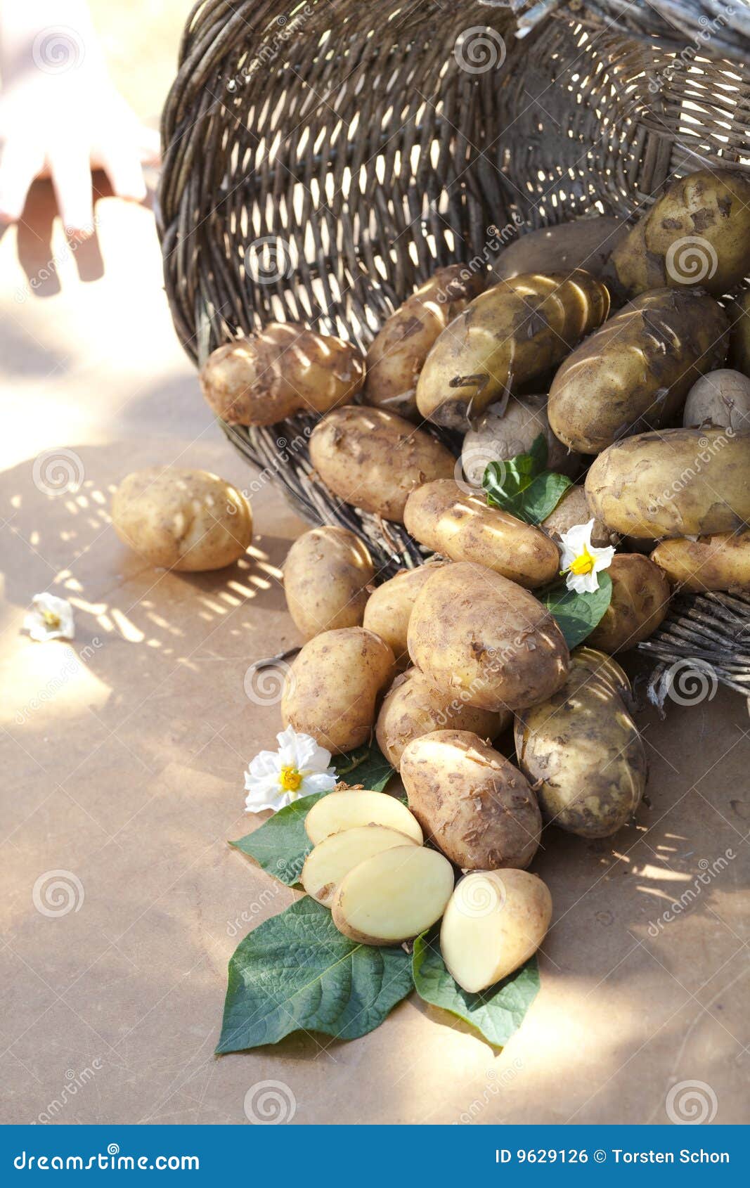 Freshly harvested potatoes stock photo. Image of uncooked - 9629126
