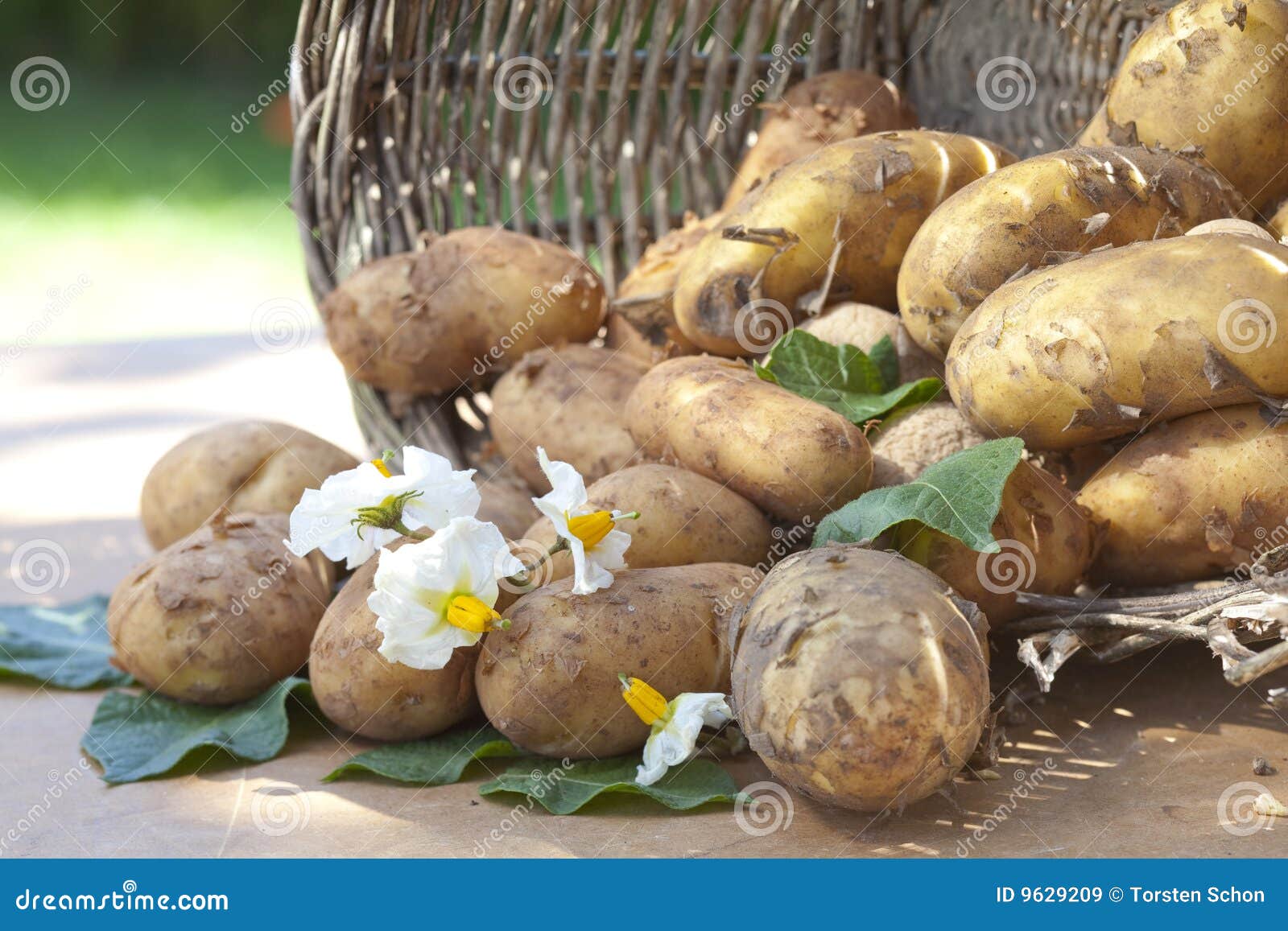 Freshly harvested potatoes stock image. Image of potato - 9629209