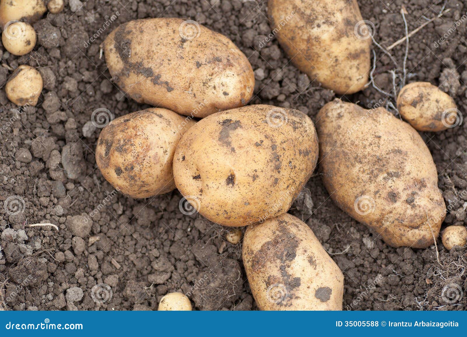 Freshly Harvested Potatoes on the Ground Stock Photo - Image of food ...
