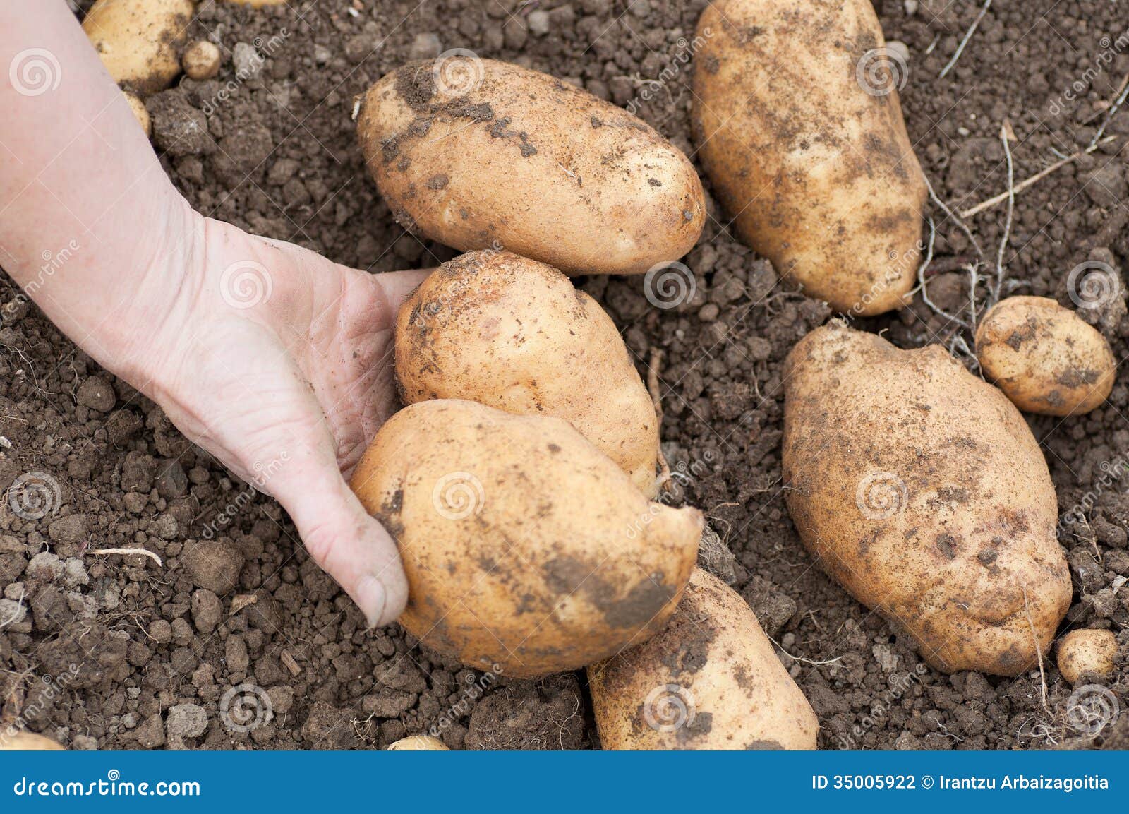 Freshly Harvested Potatoes on the Ground Stock Photo - Image of fresh ...