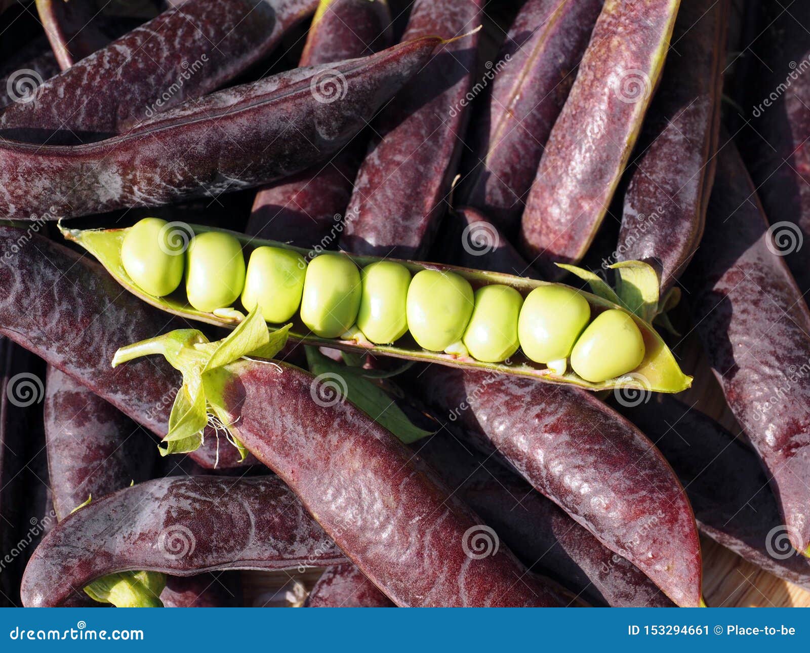 Freshley Harvested Capuchins Stock Image - Image of capucijners ...