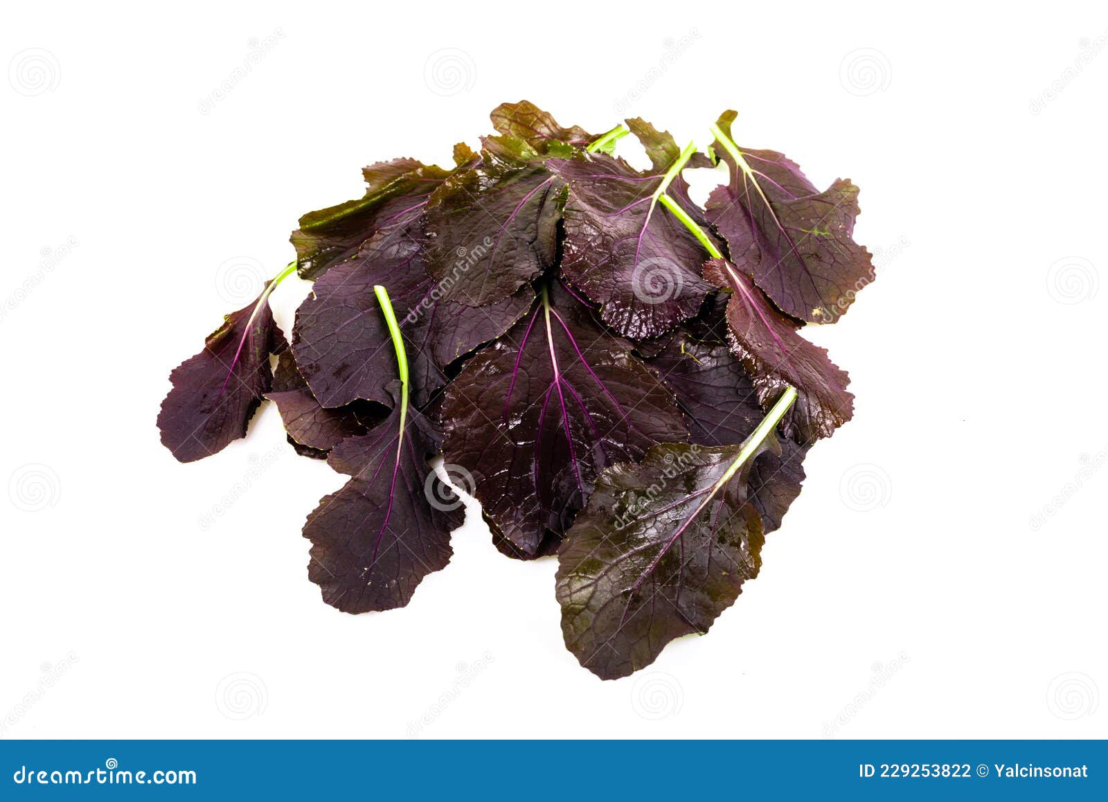 Freshly Harvested Red Mustard Leaves on a White Background Stock Photo ...
