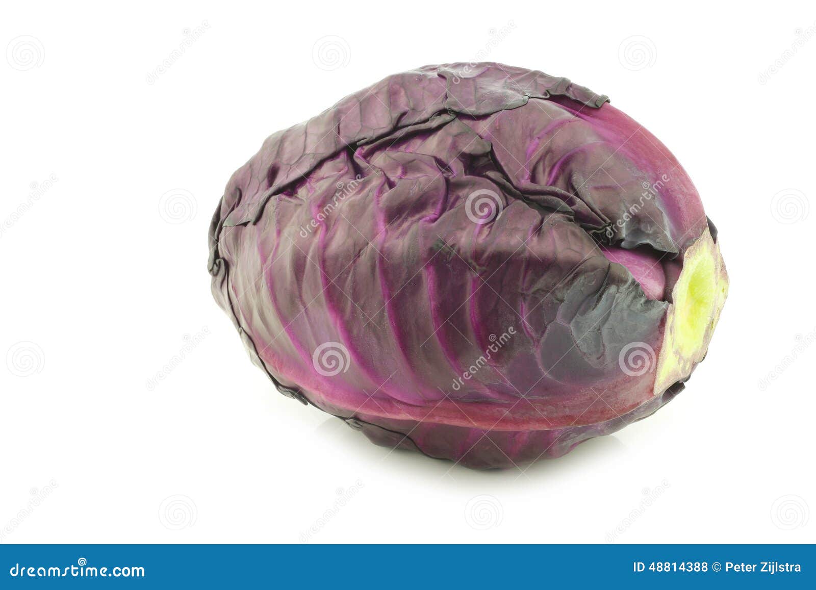 Freshly Harvested Red Pointed Cabbage Stock Photo - Image of cooking ...