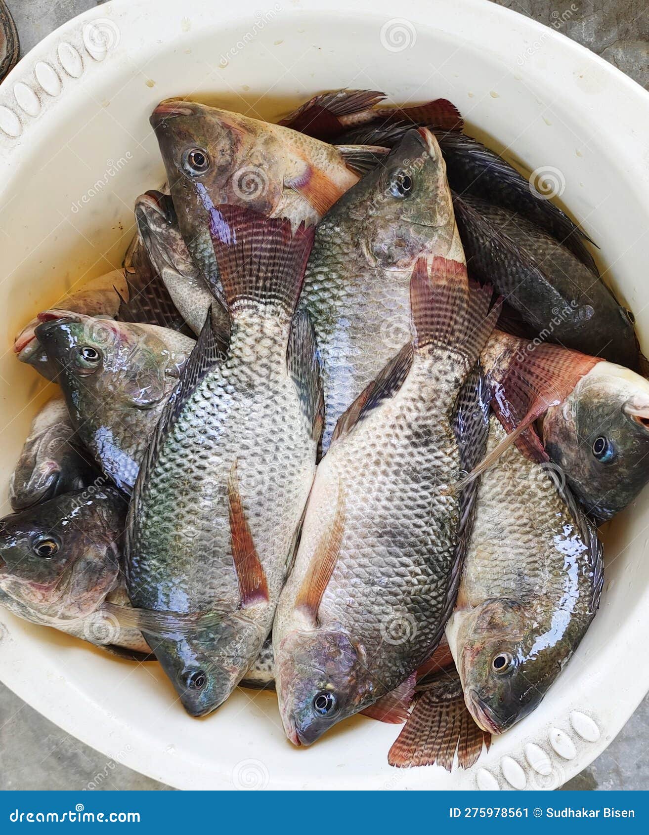 Freshly Harvested Tilapia Fish from Pond Stock Image - Image of freshly ...