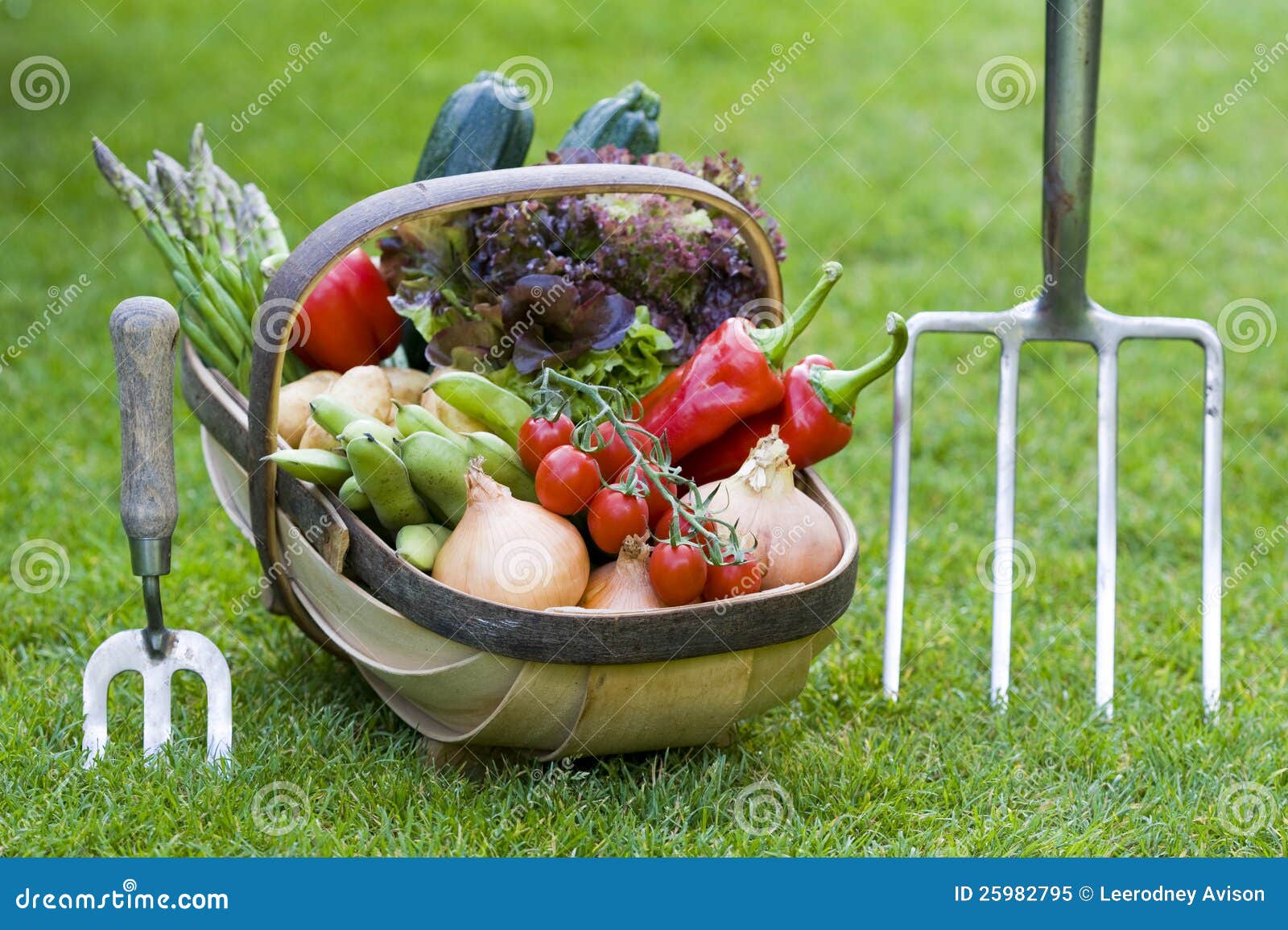 Freshly Harvested Vegetables Stock Image - Image of garden, asparagus ...