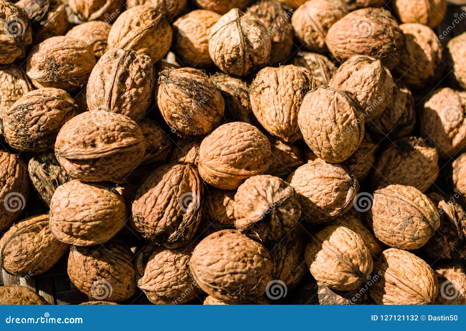 Freshly Harvested Walnuts stock photo. Image of freshly - 127121132