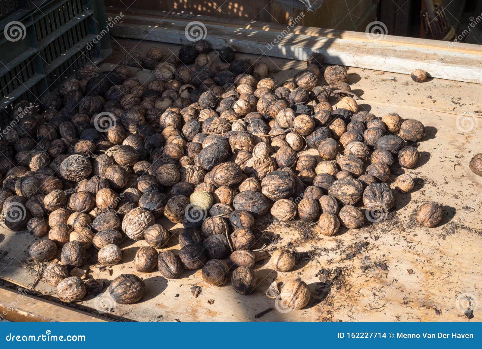 Freshly Harvested Walnuts Dry in the Sun Stock Photo - Image of ...