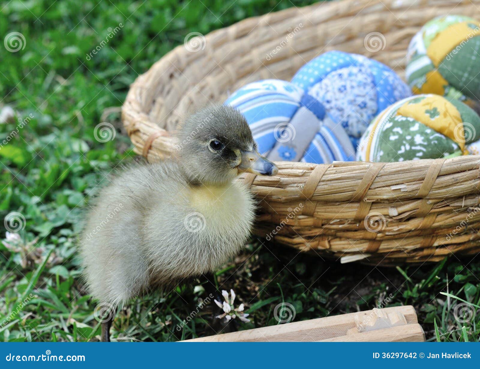 Freshly hatched duck stock photo. Image of small, adorable - 36297642