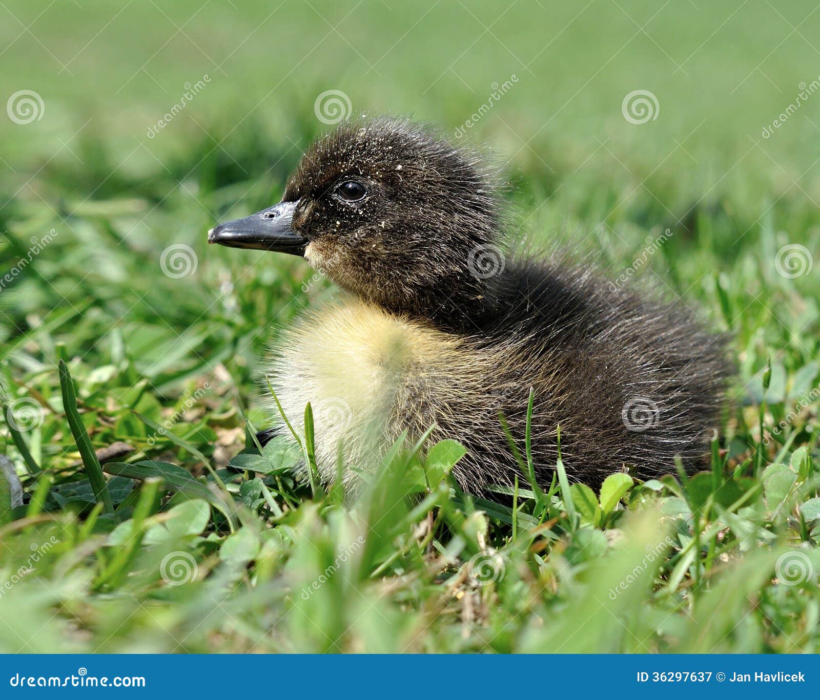 Freshly hatched duck stock image. Image of duck, wildlife - 36297637