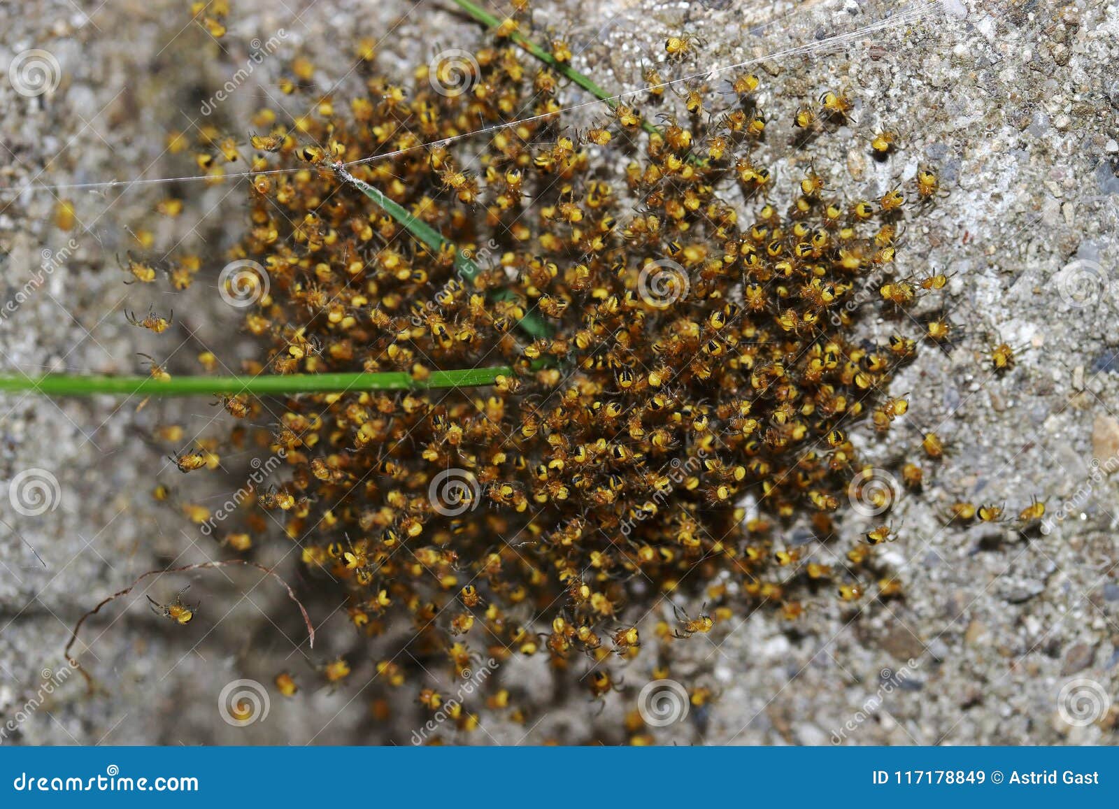 Ball Of Spiders Royalty-Free Stock Photography | CartoonDealer.com #3335159