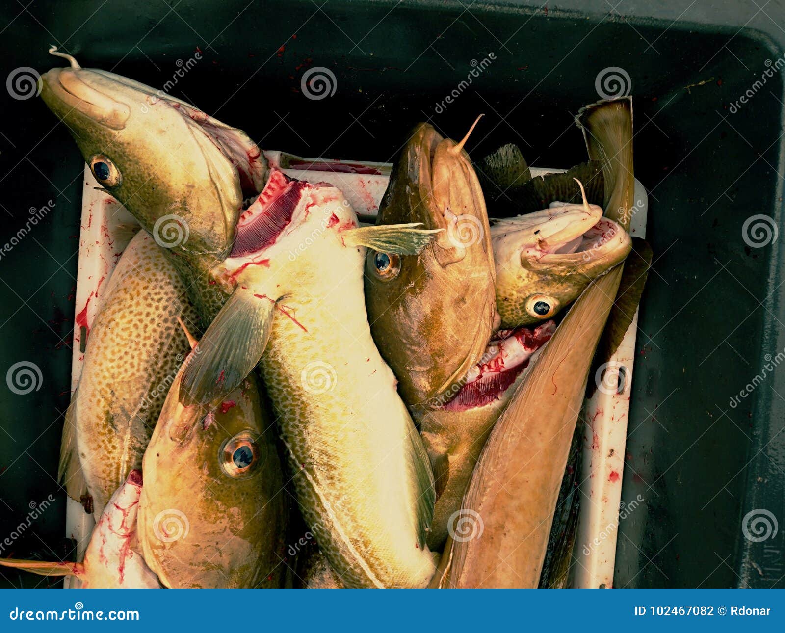 Freshly Killed Cod Fish into a Plastic Box with a Little of Bloody ...
