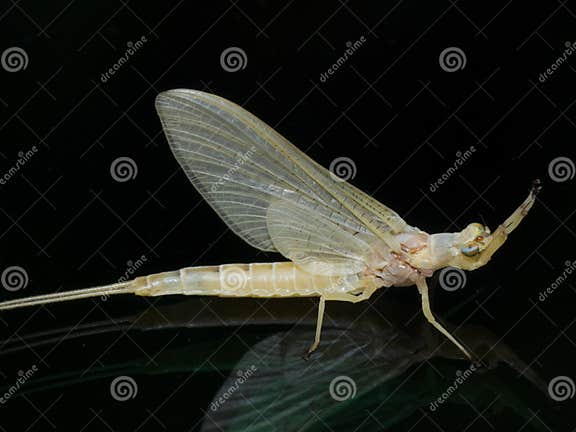 Freshly Molted Mayfly Closeup Side View Stock Photo - Image of flying ...