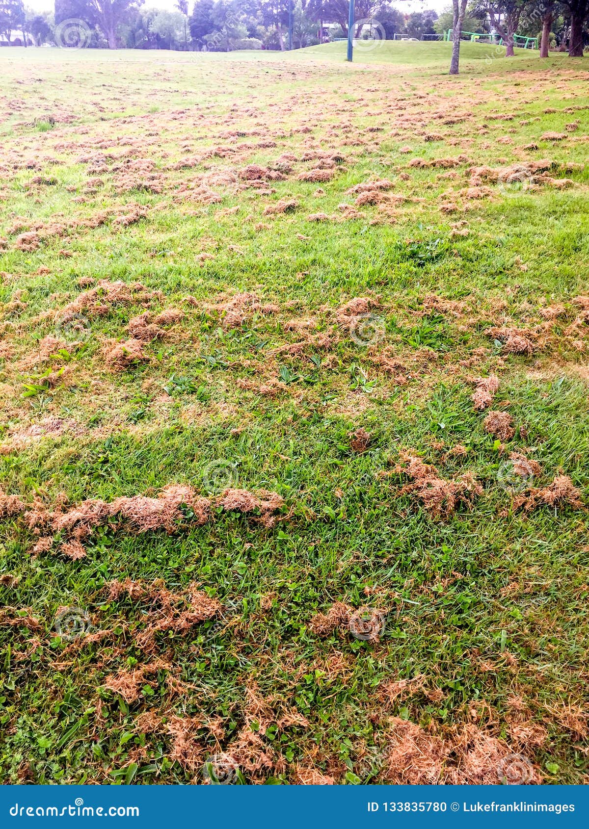 Freshly mowed grass clumps stock photo. Image of arizona - 133835780