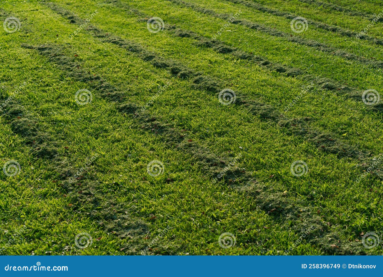 Freshly Mowed Grass Smooth Grooves Are Visible Stock Image Image Of Grassy Outdoor 258396749