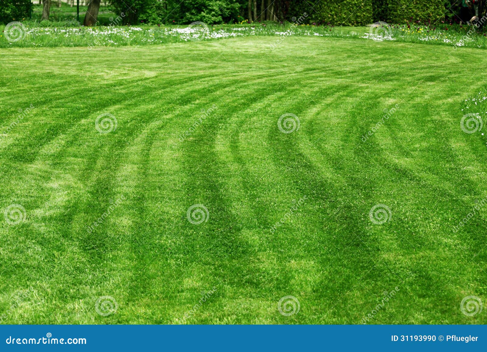 Freshly mowed lawn stock photo. Image of mowing, outdoors - 31193990