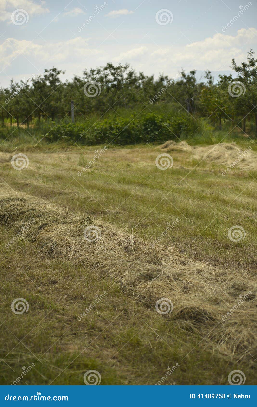 Freshly mown hay stock photo. Image of mowed, real, plant - 41489758