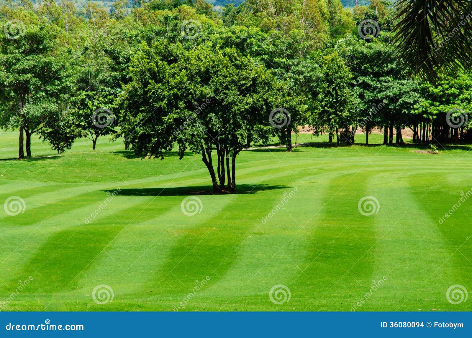 Freshly Mown Lawn and Trees in a Golf Course Stock Photo - Image of ...