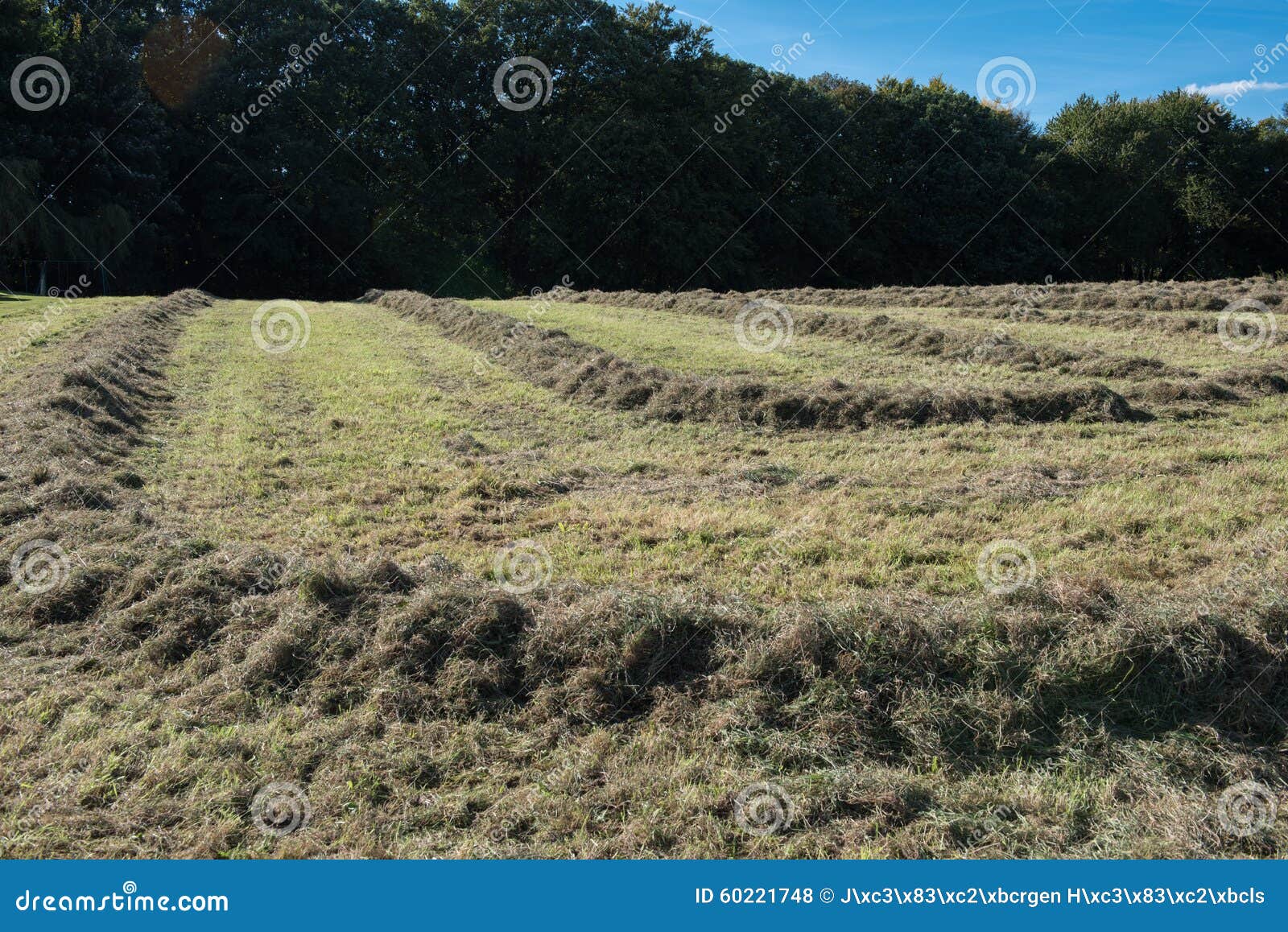 Freshly Mown Meadow Field, Mown Harvest Stock Photo - Image of freshly ...