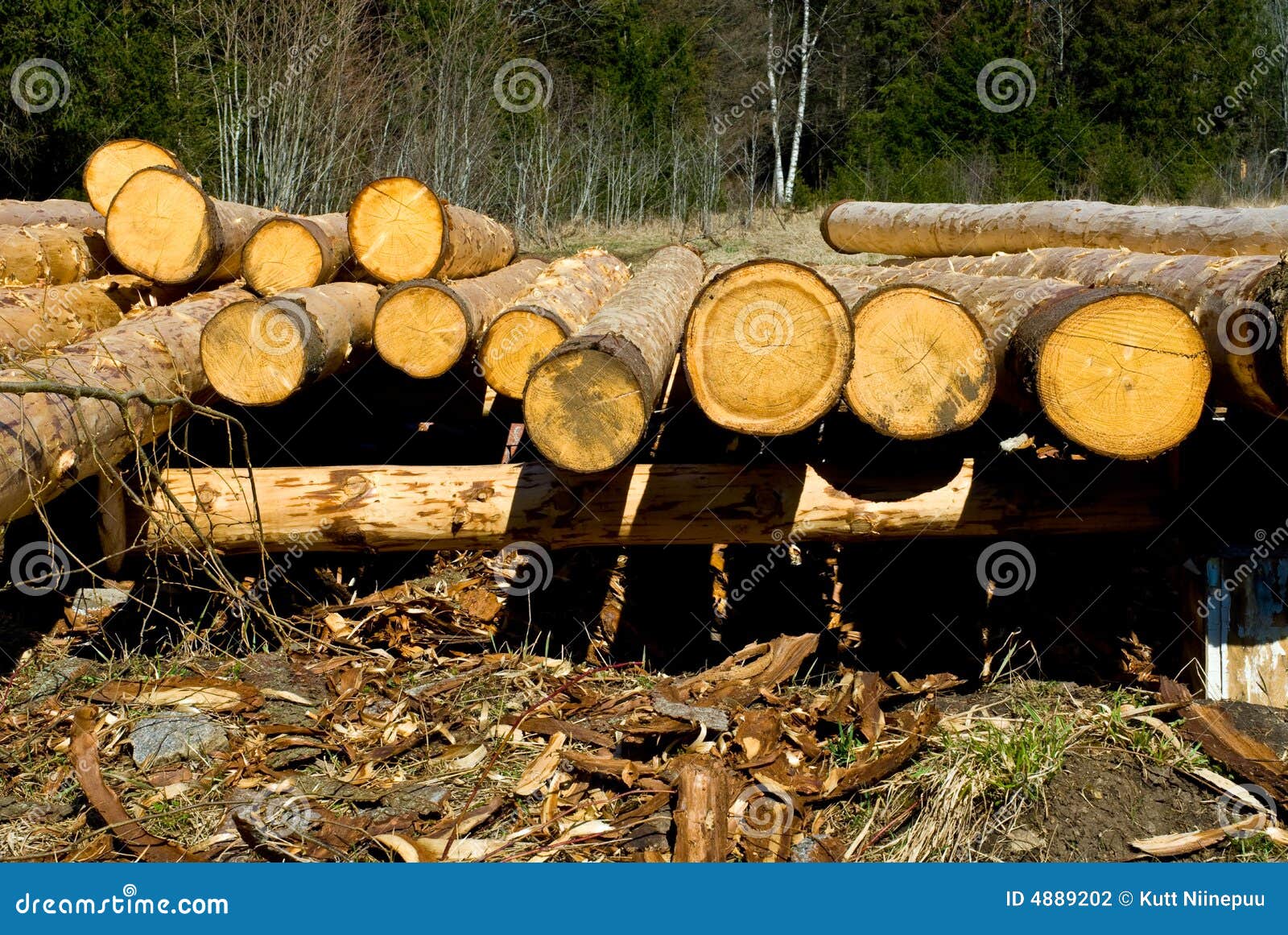 Freshly Peeled Logs stock photo. Image of prepare, timber - 4889202