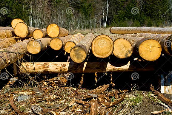 Freshly Peeled Logs stock photo. Image of prepare, timber - 4889202