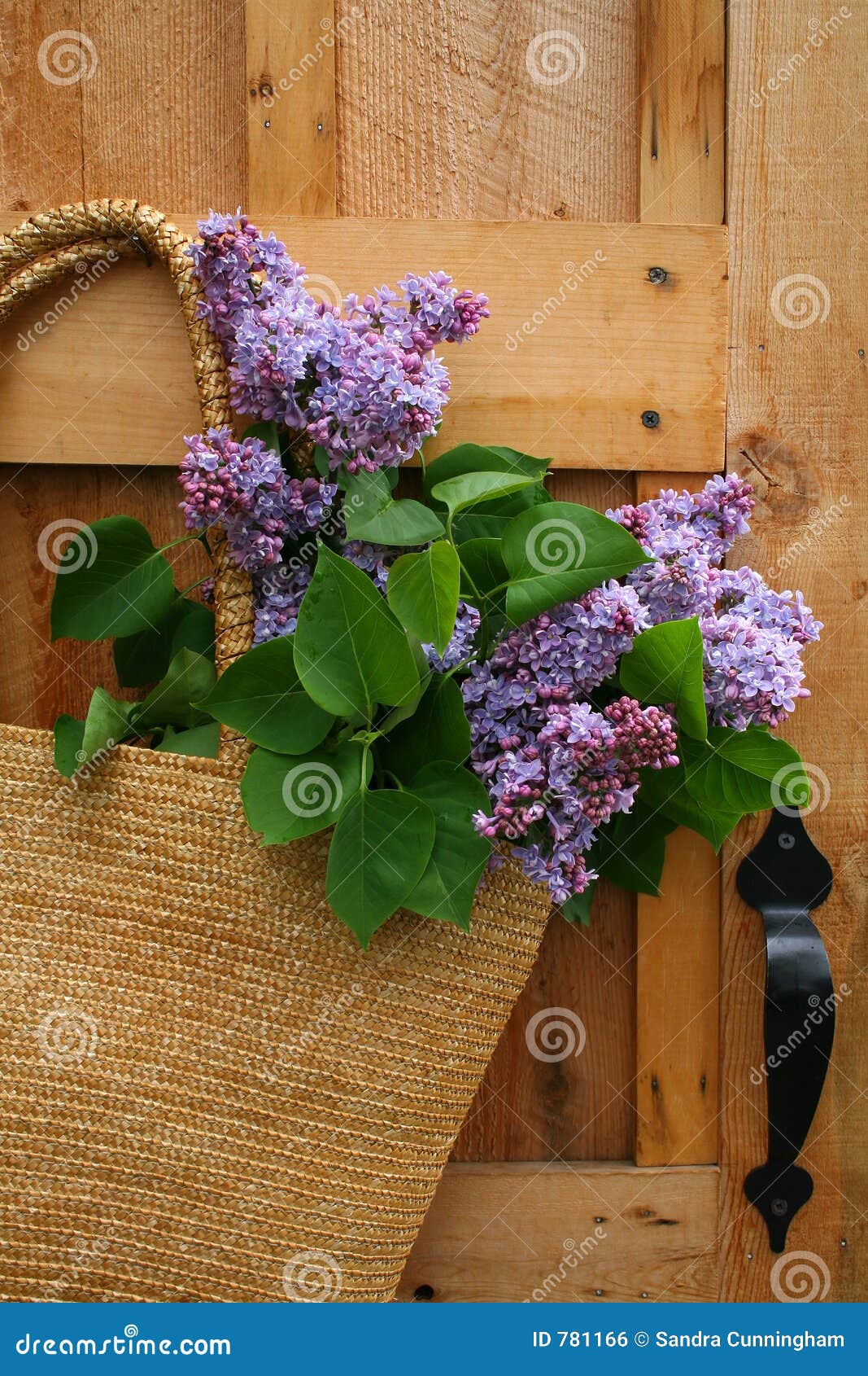 Freshly picked stock photo. Image of purple, leaf, botanical - 781166