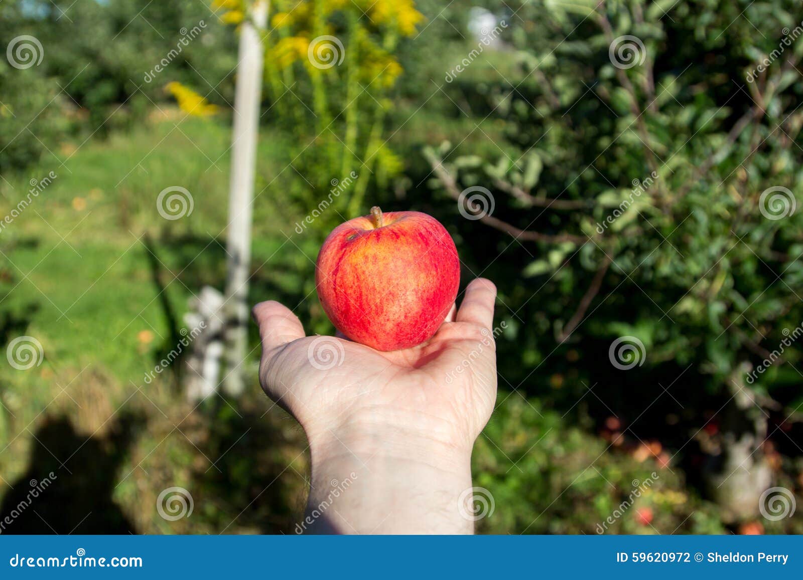 An Freshly Picked Apple in the Hand Stock Photo - Image of apples ...