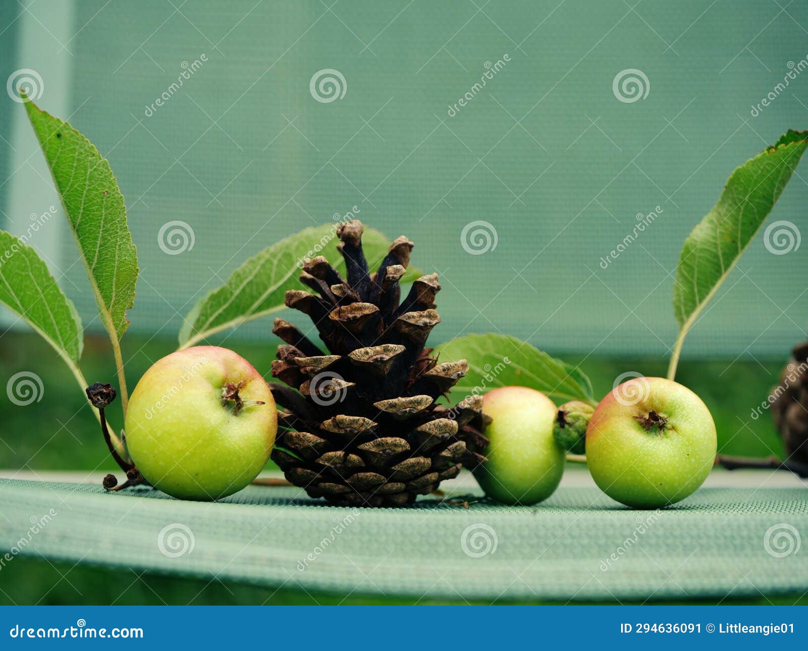 Freshly Picked Apples and Pine Cone on Green Background Stock Image ...