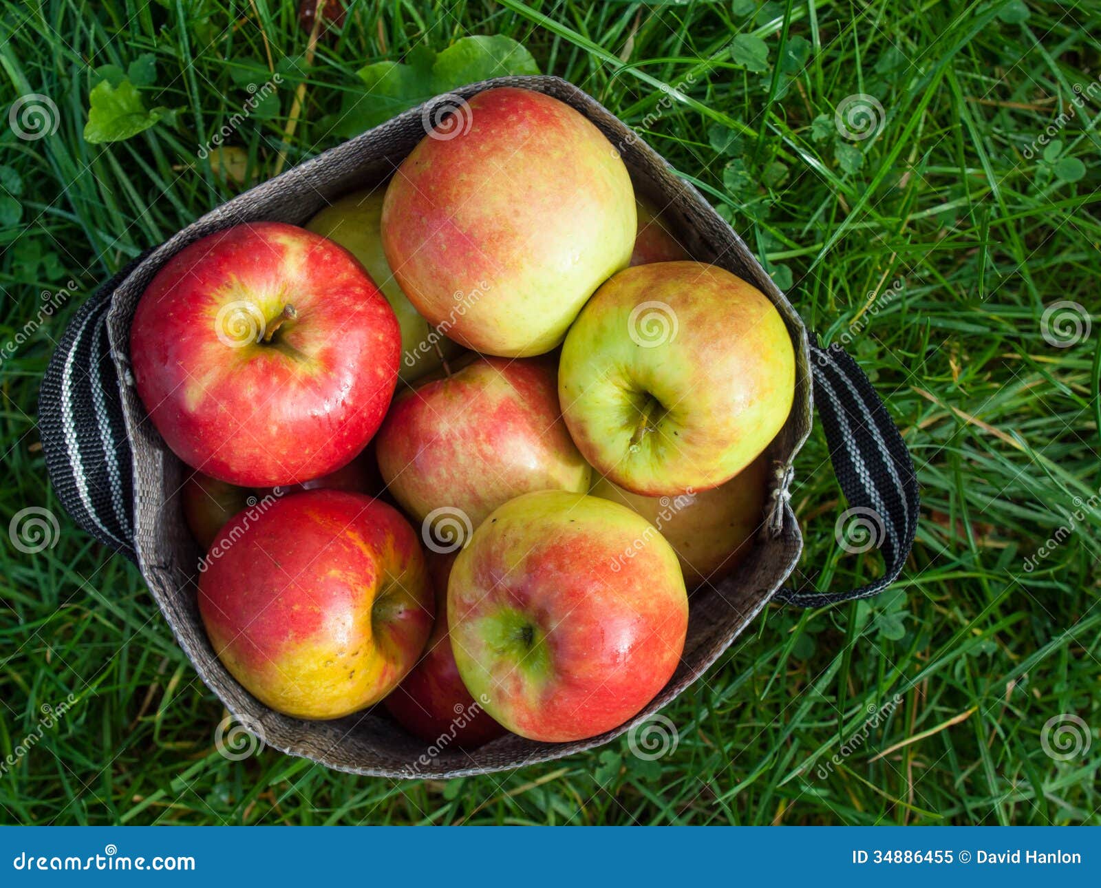 Freshly picked apples stock image. Image of sweet, harvested - 34886455