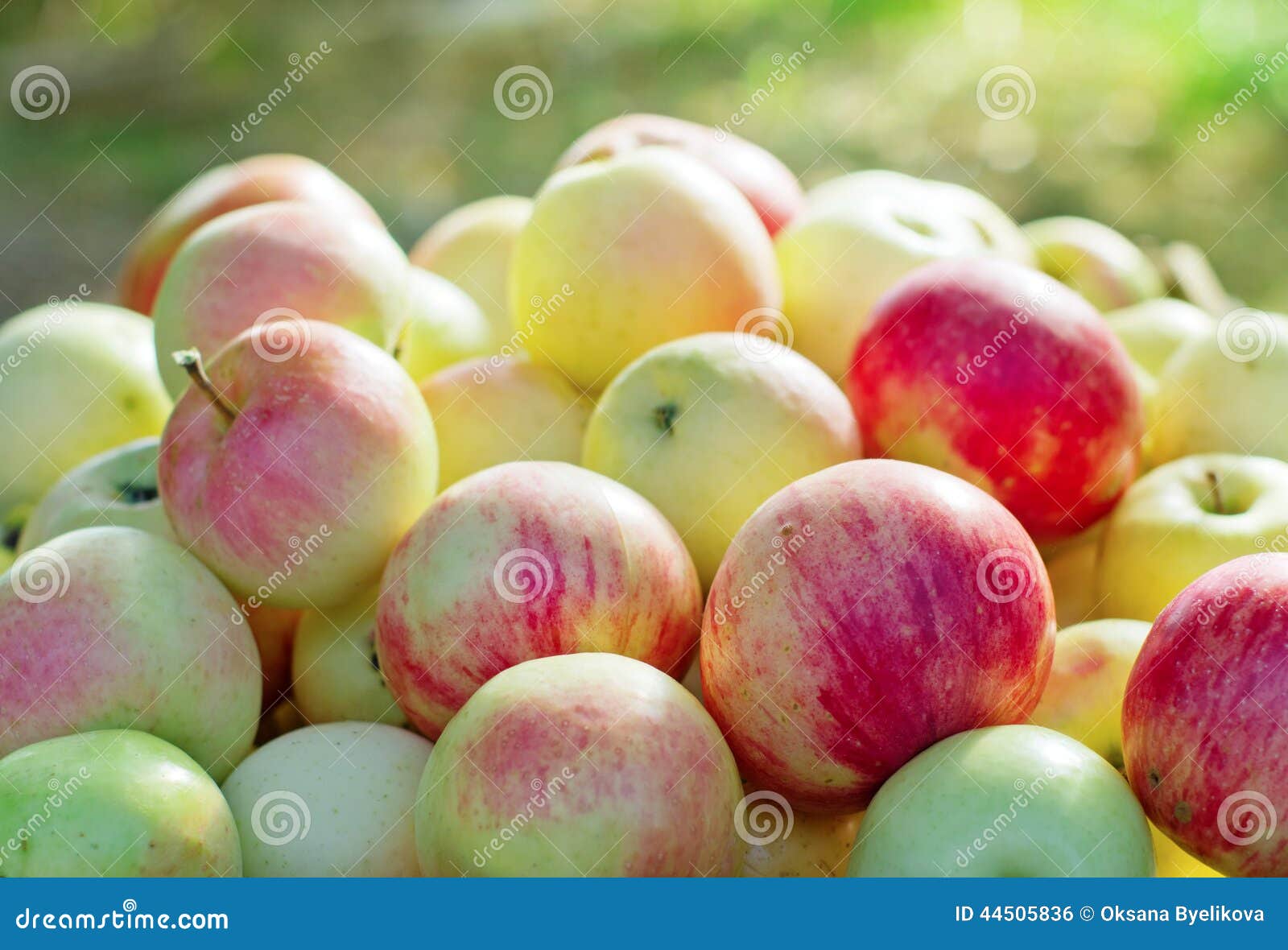 Freshly picked apples stock photo. Image of natural, lots - 44505836