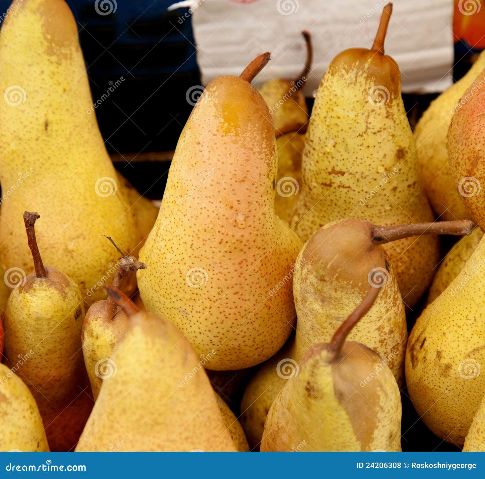 Freshly Picked Bartlett Pears Stock Photo - Image of farming, fruit ...