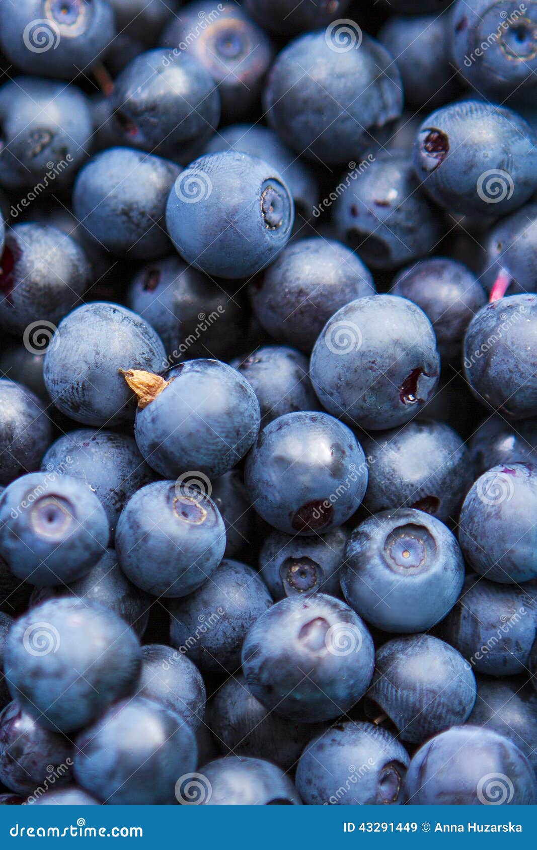 Freshly picked blueberries stock image. Image of heap - 43291449