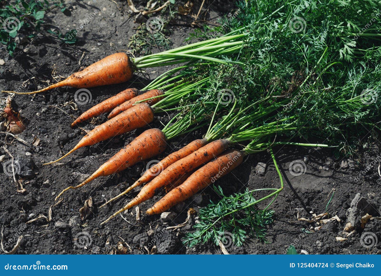 Freshly Picked Carrots Lying on the Ground Stock Photo - Image of ... Freshly Picked Carrots Lying on the Ground Stock Photo - Image of ...