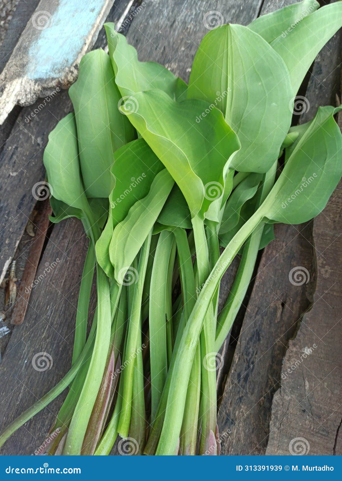 This is a Freshly Picked Centongan Flower Indonesia Stock Image - Image ...