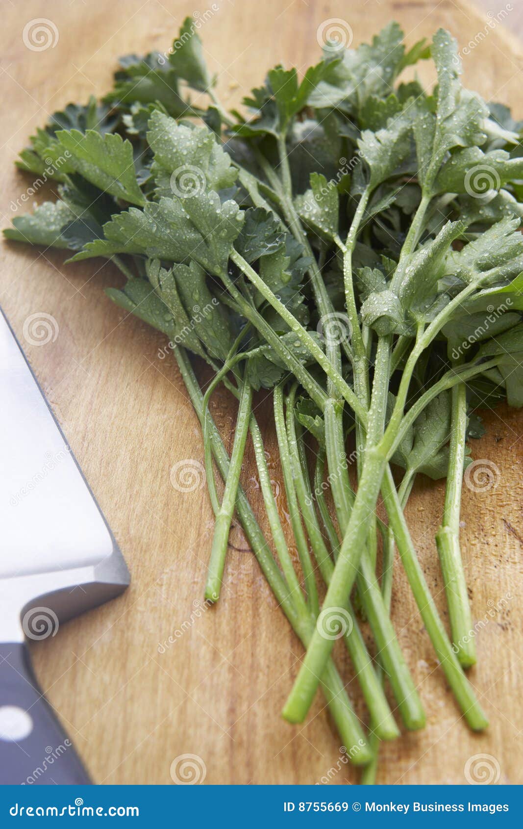 Freshly Picked Coriander stock image. Image of knife, herb - 8755669