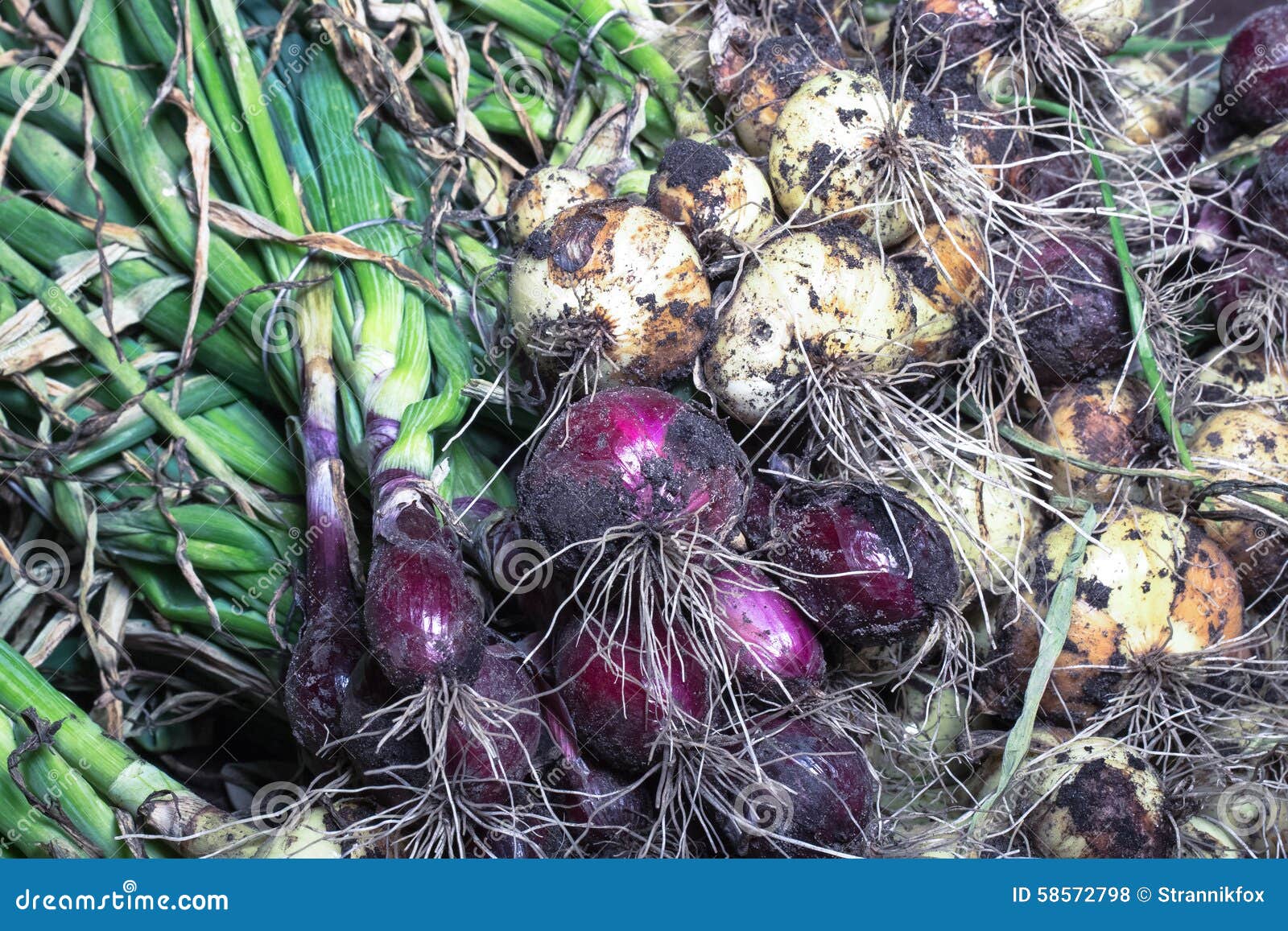Freshly Picked Crop of Onions. Background Stock Photo - Image of ...