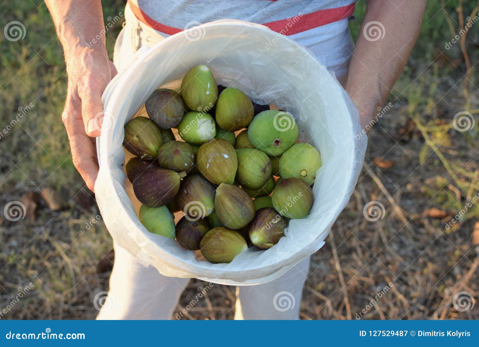 Freshly picked fig fruit stock image. Image of nutrition - 127529487